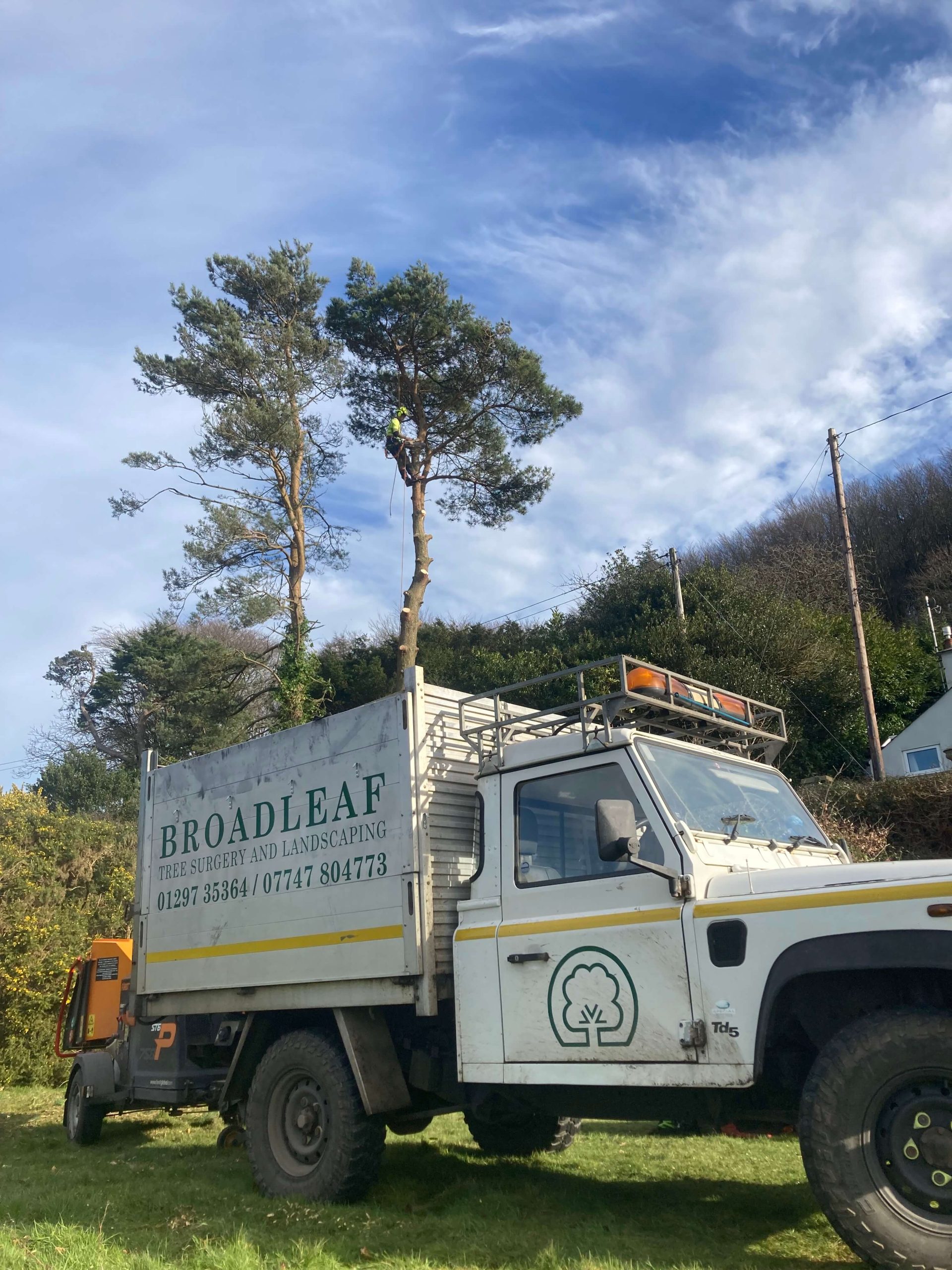 Frequently Asked Questions | Broadleaf Tree Surgery